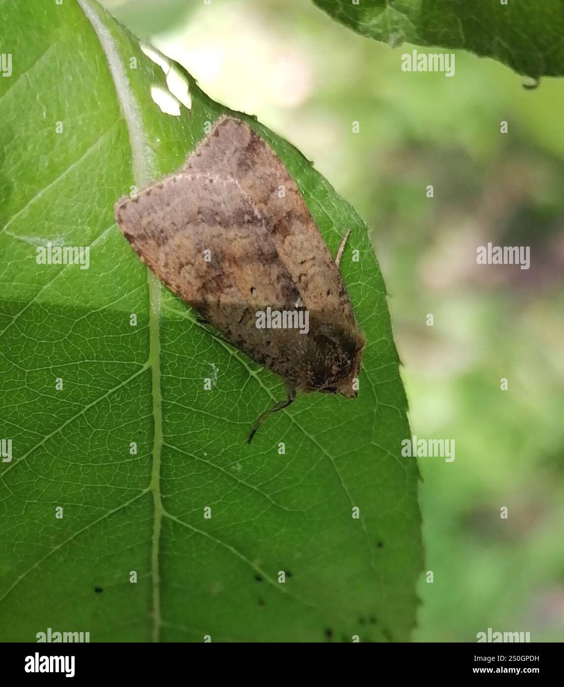 Cutworms and Dart Moths (Noctuinae Stock Photo - Alamy