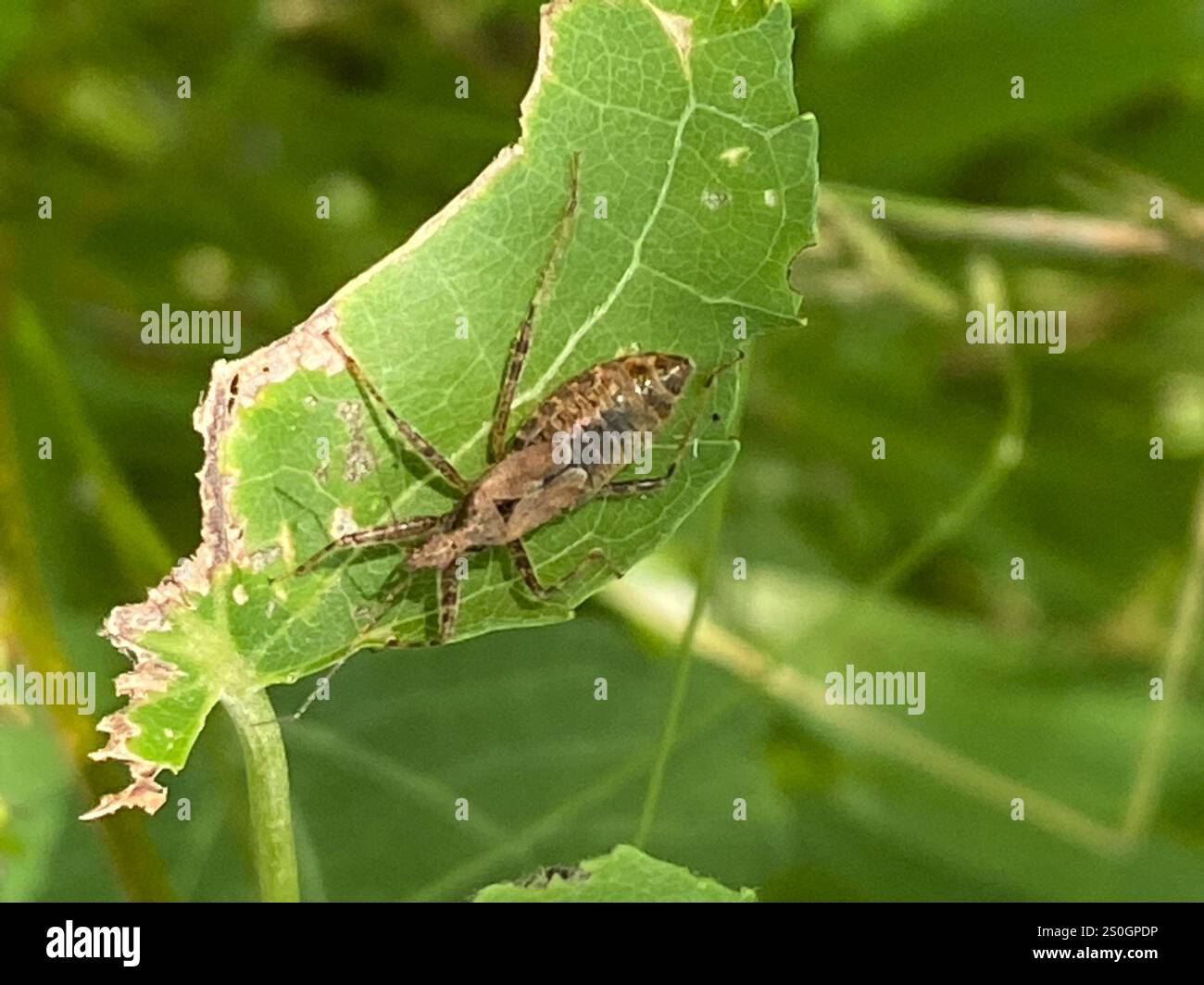 Tree Damsel Bug (Himacerus apterus Stock Photo - Alamy