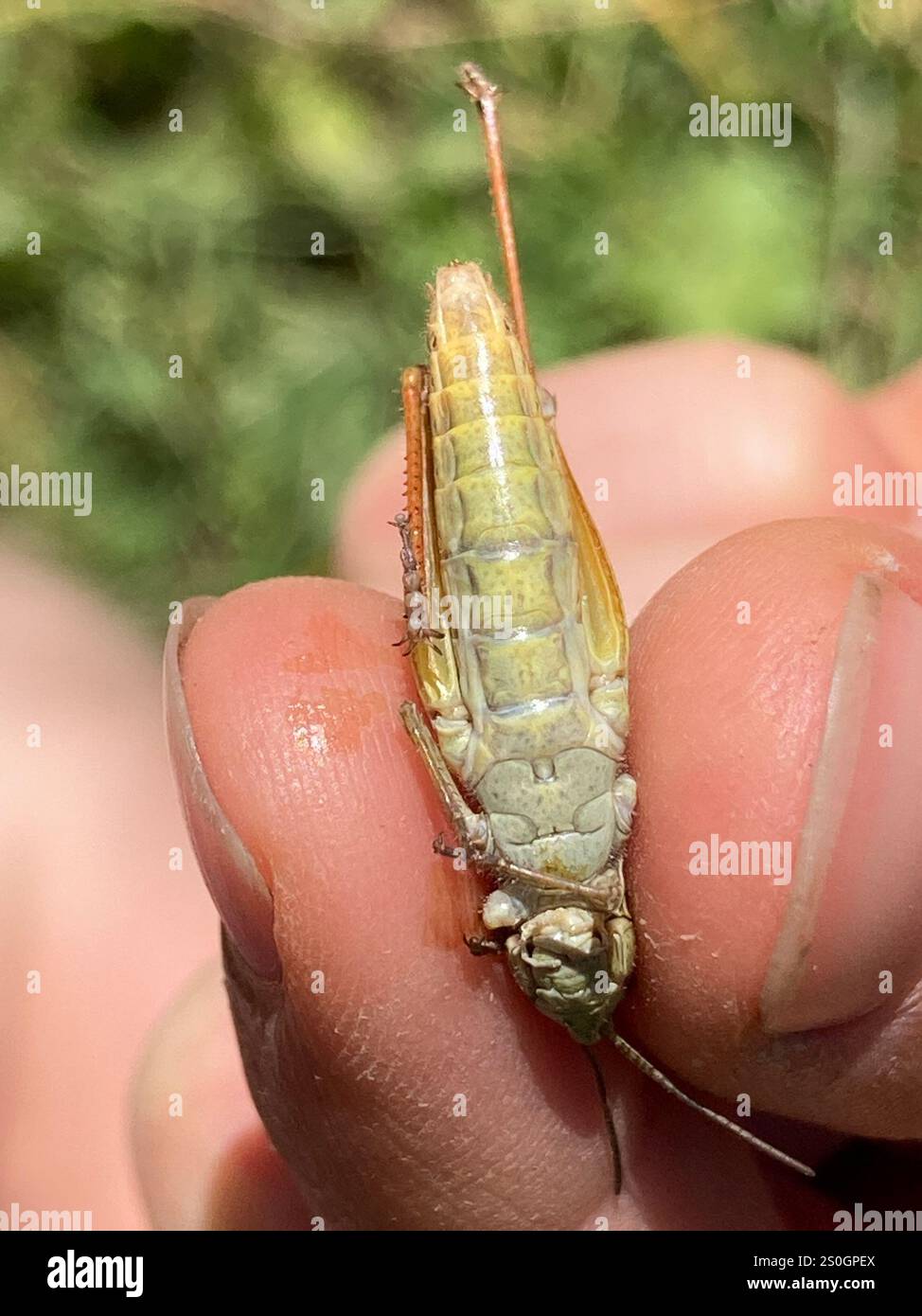 Locomotive Grasshopper (Chorthippus apricarius Stock Photo - Alamy