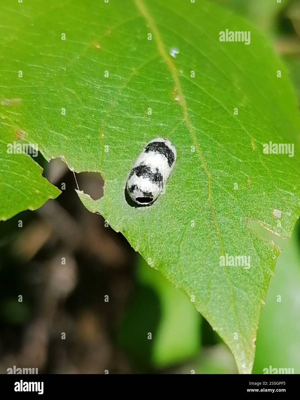 Charops hi-res stock photography and images - Alamy