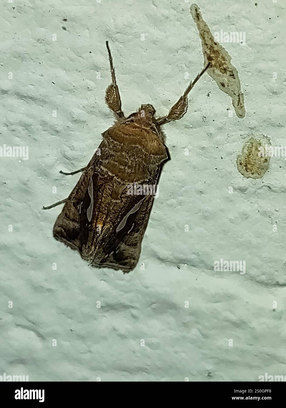 Plusiine Looper Moths (Plusiinae Stock Photo - Alamy