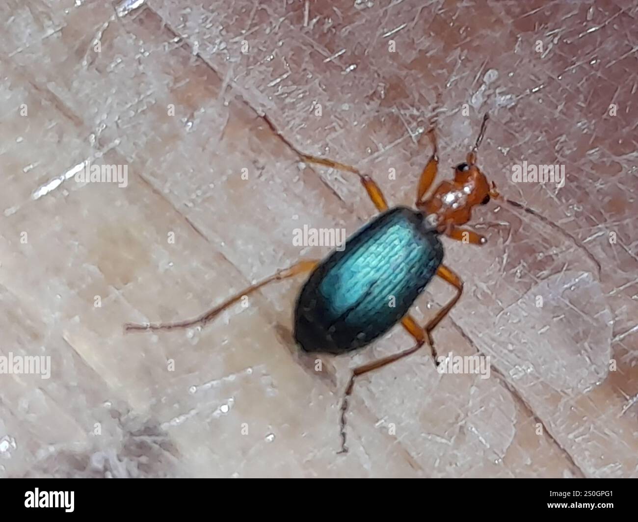 Bombardier Beetles (Brachinus Stock Photo - Alamy