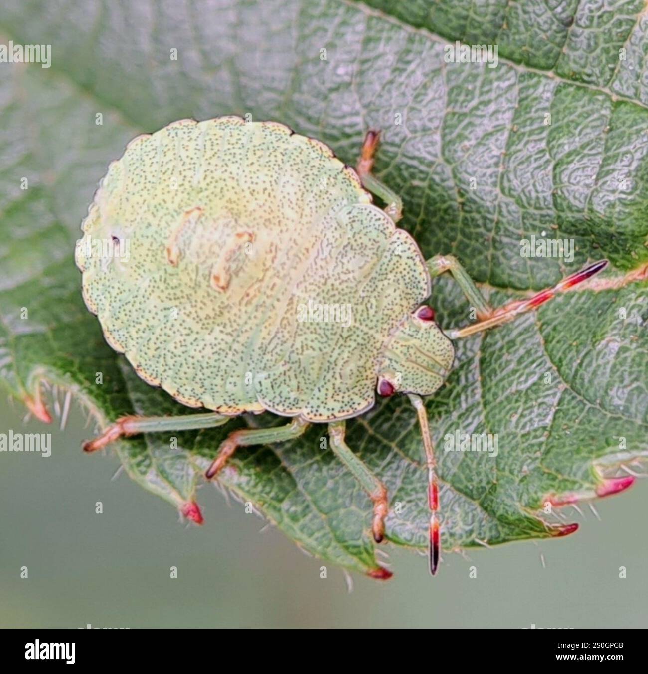 Green Shield Bug (Palomena prasina Stock Photo - Alamy
