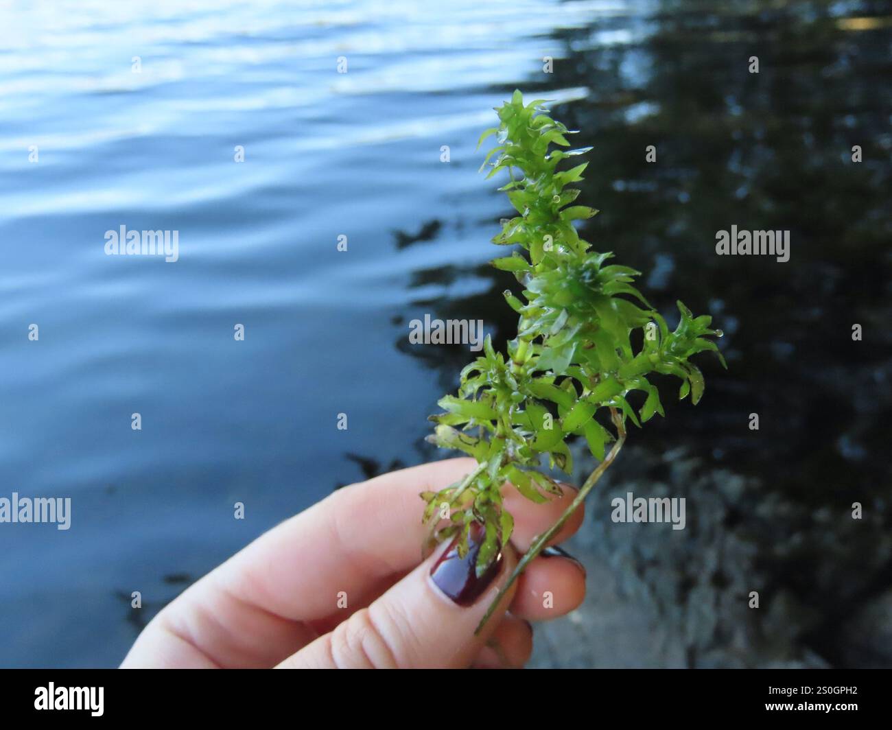 Canadian Waterweed (Elodea canadensis Stock Photo - Alamy
