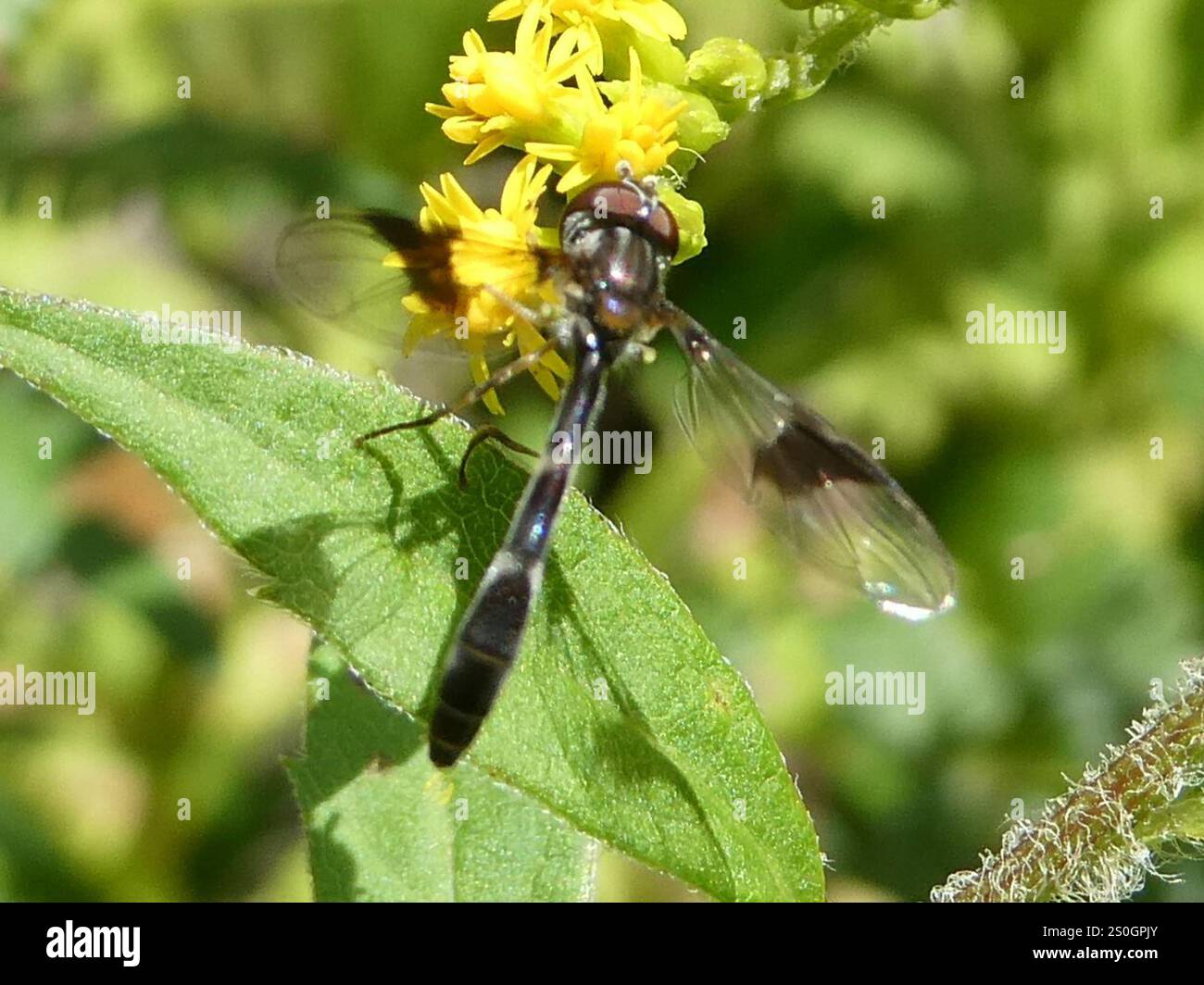 Eastern Band-winged Hover Fly (Hypocritanus fascipennis Stock Photo - Alamy