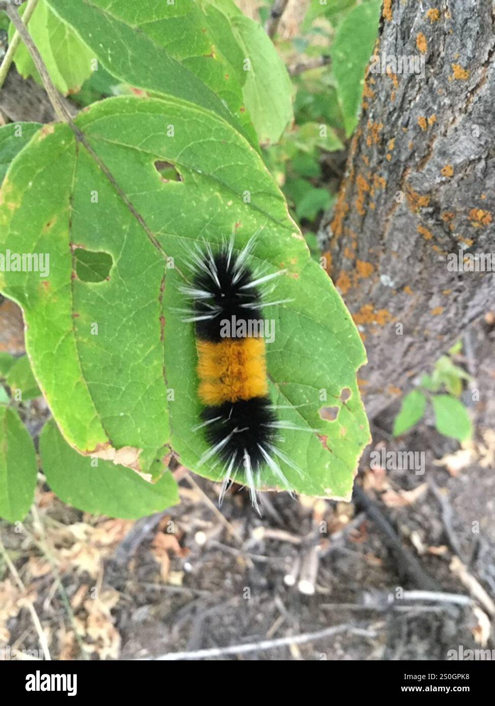 Spotted Tussock Moth (Lophocampa maculata Stock Photo - Alamy