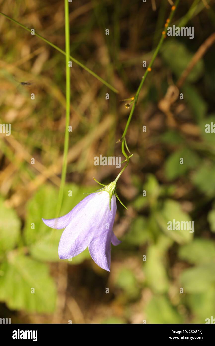 Common Harebell (Campanula rotundifolia Stock Photo - Alamy