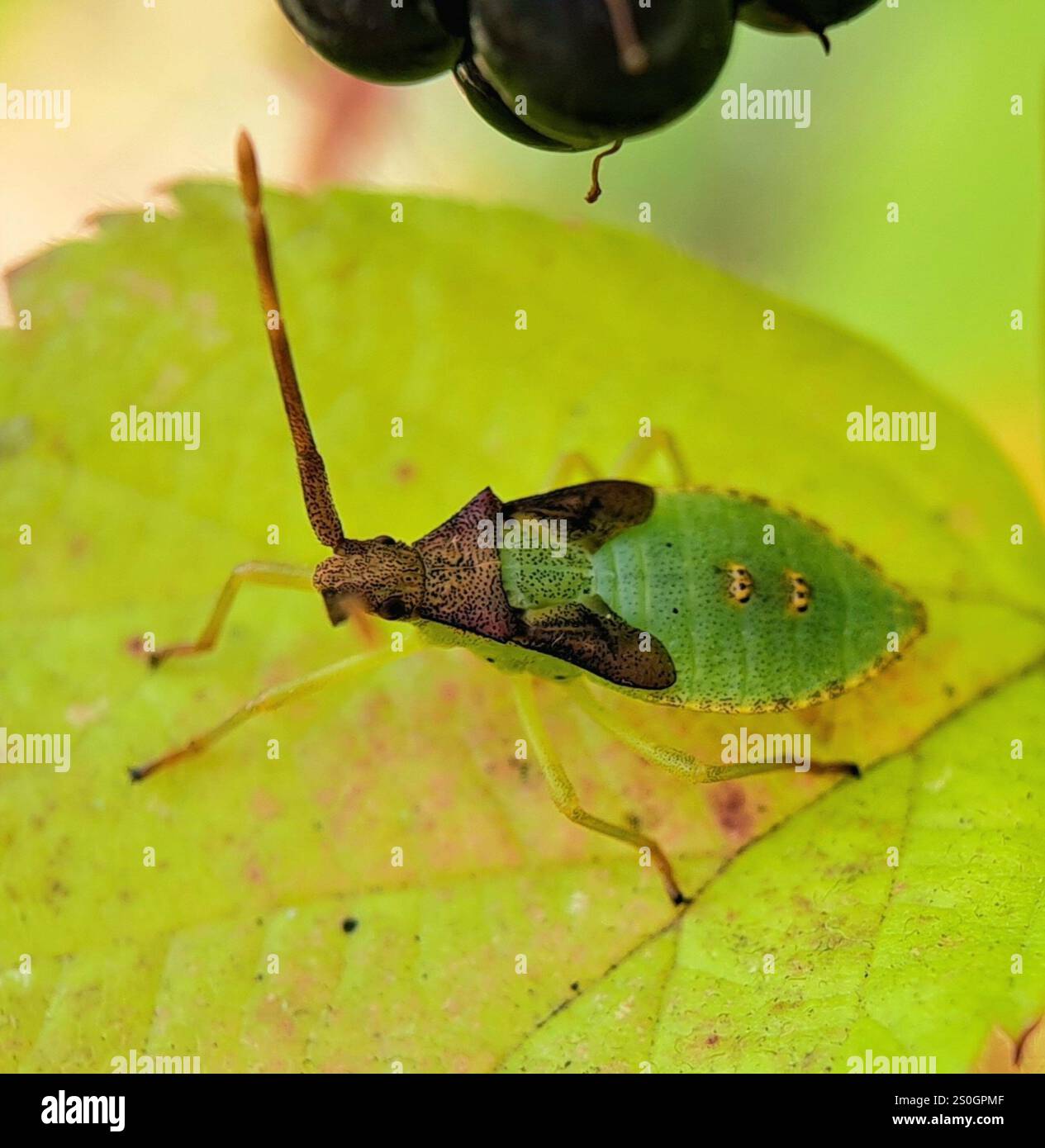 Box Bug (Gonocerus acuteangulatus Stock Photo - Alamy