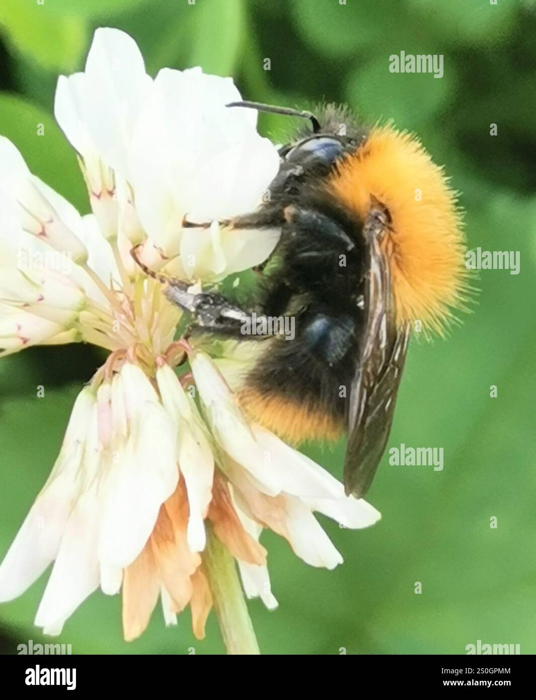 Common Carder Bumble Bee (Bombus pascuorum Stock Photo - Alamy