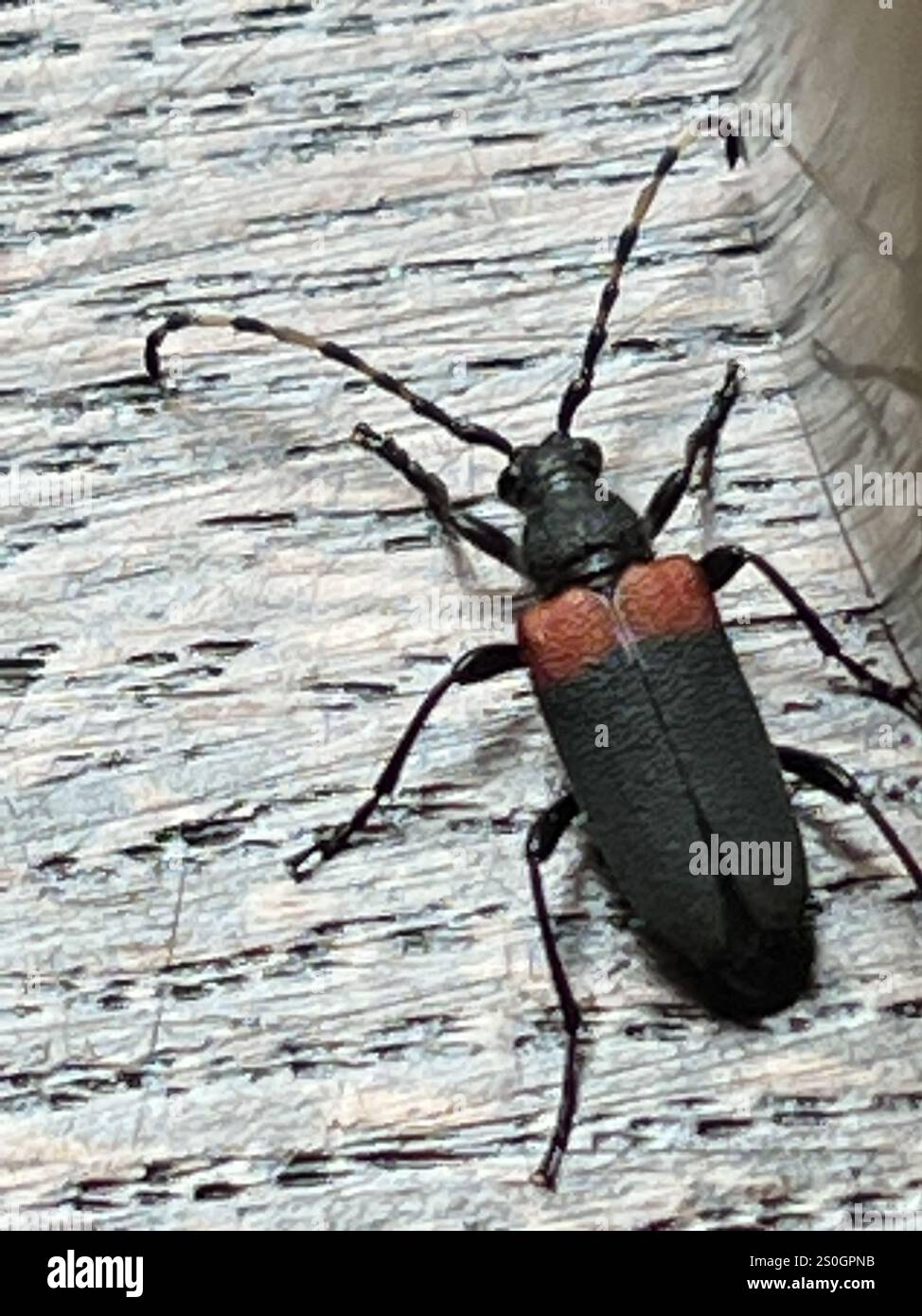 Red-shouldered Pine Borer (Stictoleptura canadensis Stock Photo - Alamy