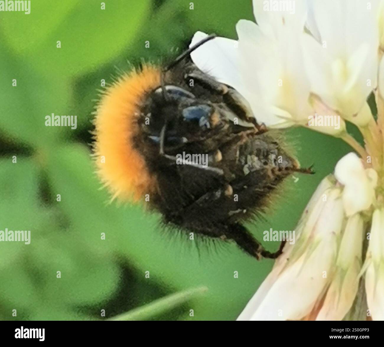 Common Carder Bumble Bee (Bombus pascuorum Stock Photo - Alamy