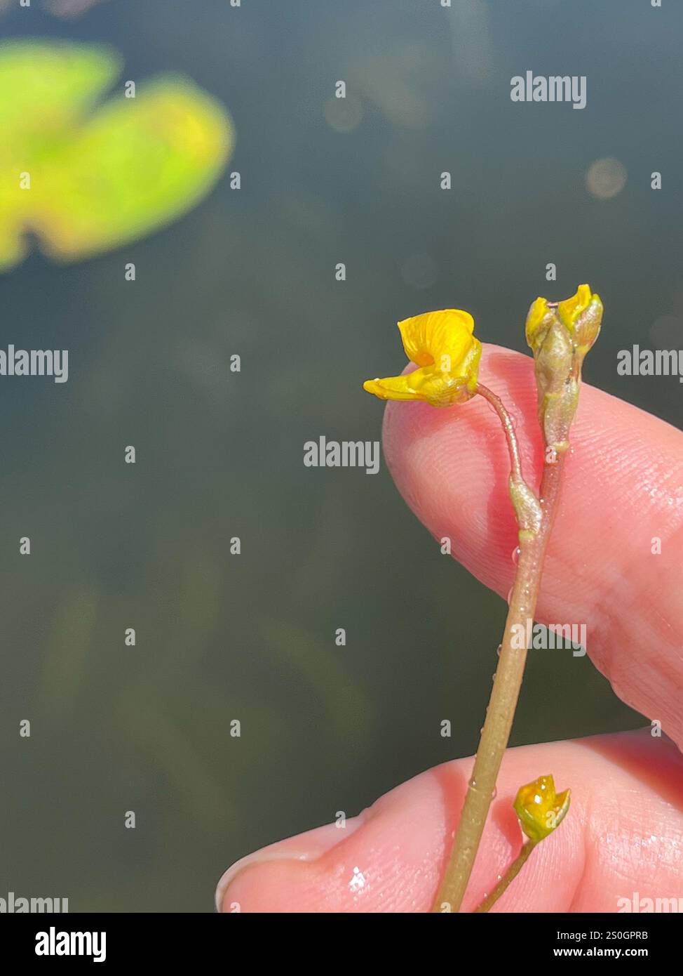 common bladderwort (Utricularia macrorhiza Stock Photo - Alamy