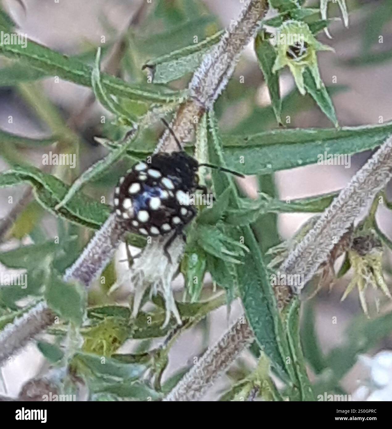 Southern Green Stink Bug (Nezara viridula Stock Photo - Alamy