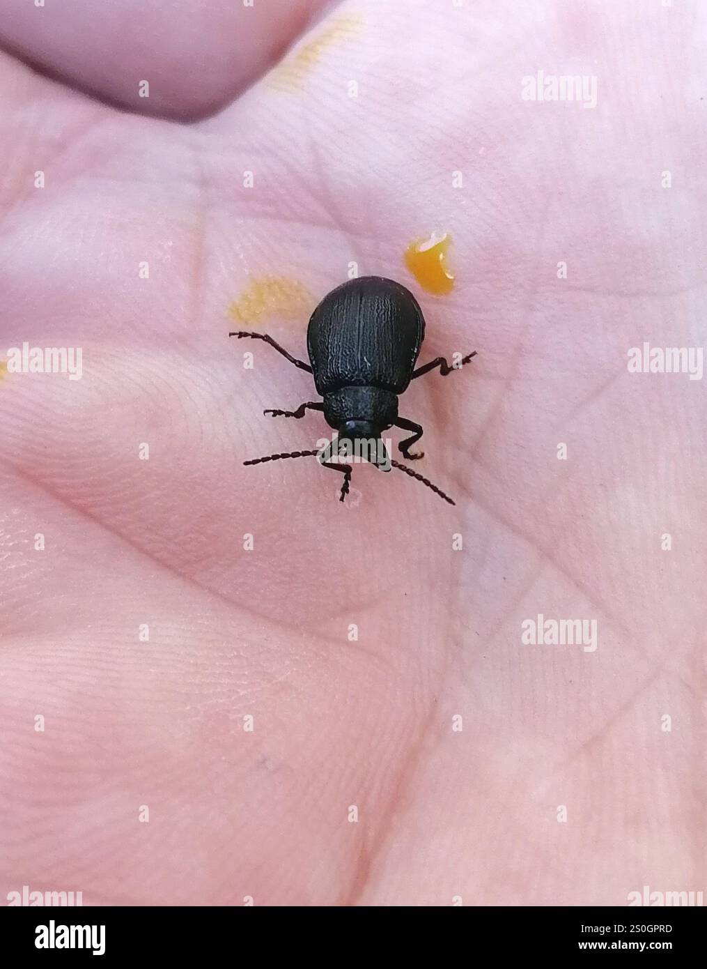 black-punctured leaf beetle (Galeruca tanaceti Stock Photo - Alamy