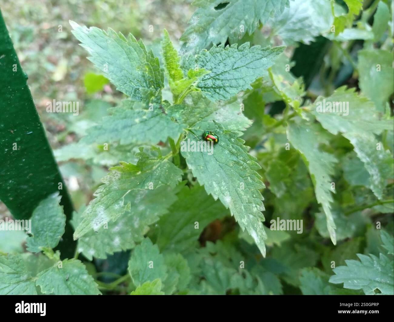 Dead-nettle Leaf Beetle (Fasta fastuosa Stock Photo - Alamy