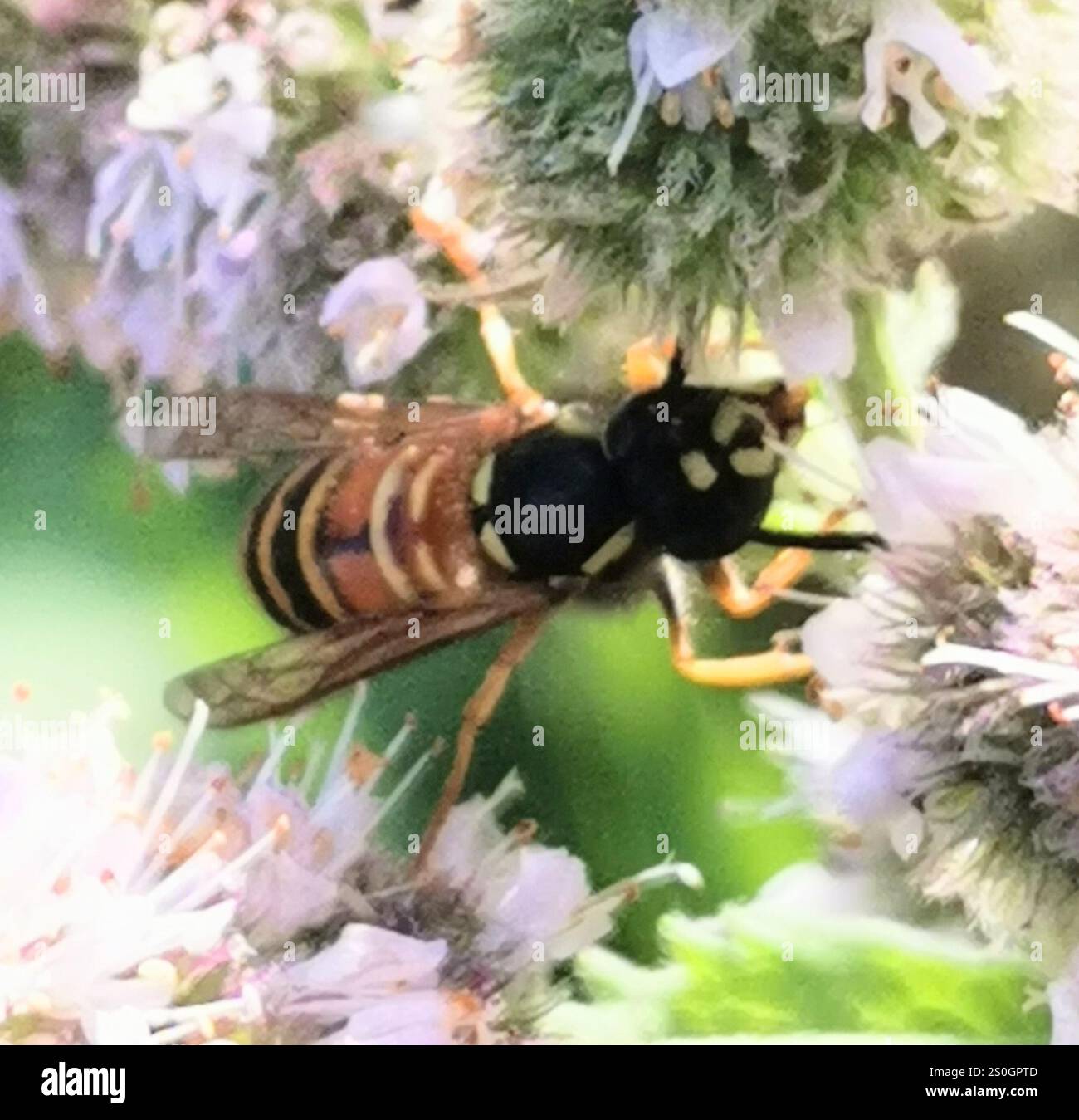 Red-banded Yellowjacket (Vespula rufa Stock Photo - Alamy