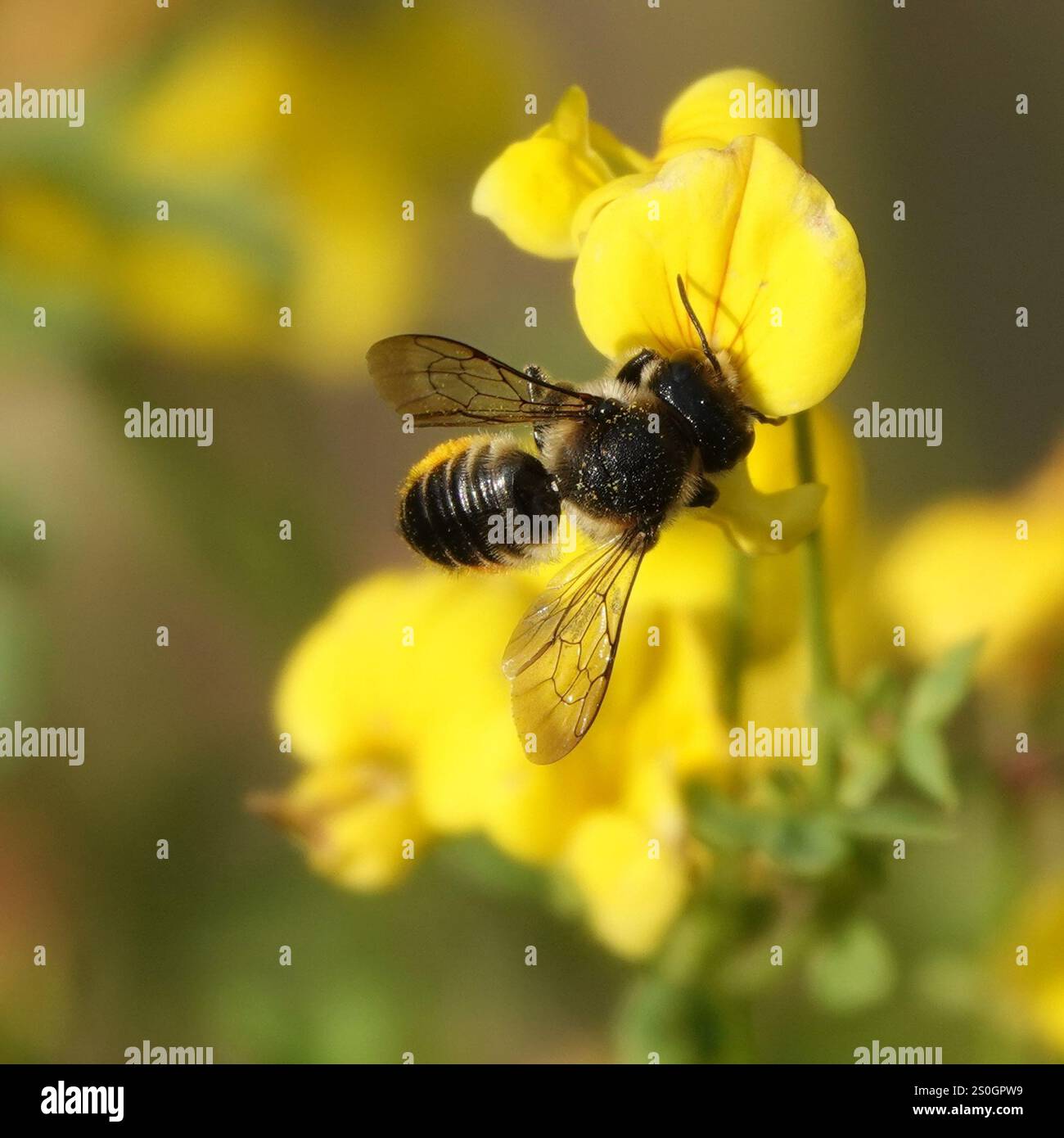 Patchwork Leafcutter Bee (Megachile centuncularis Stock Photo - Alamy
