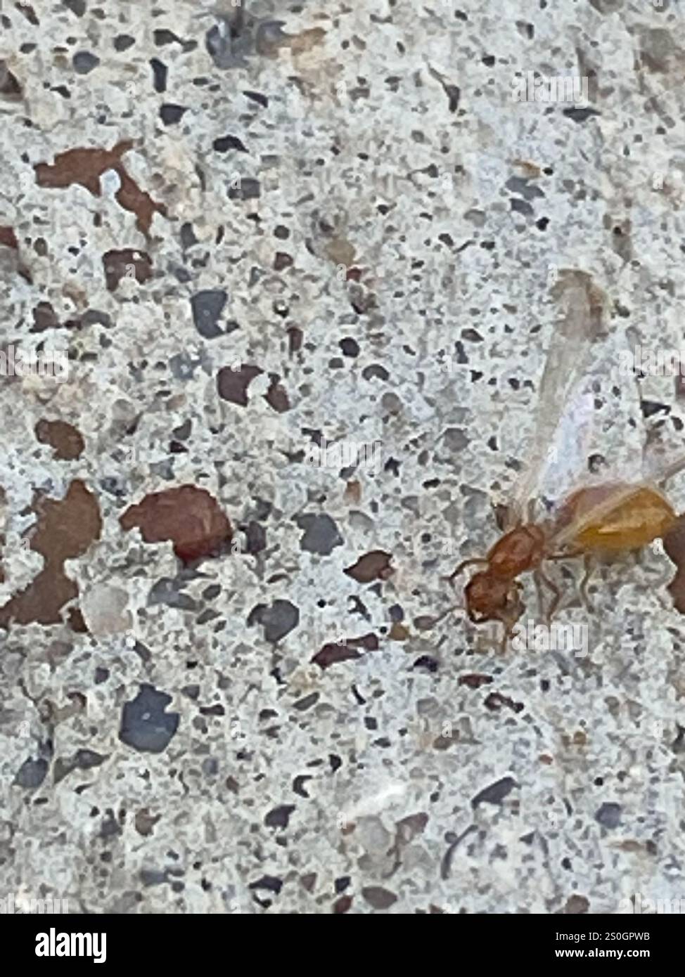 Molesta-group Thief Ants (Solenopsis molesta Stock Photo - Alamy