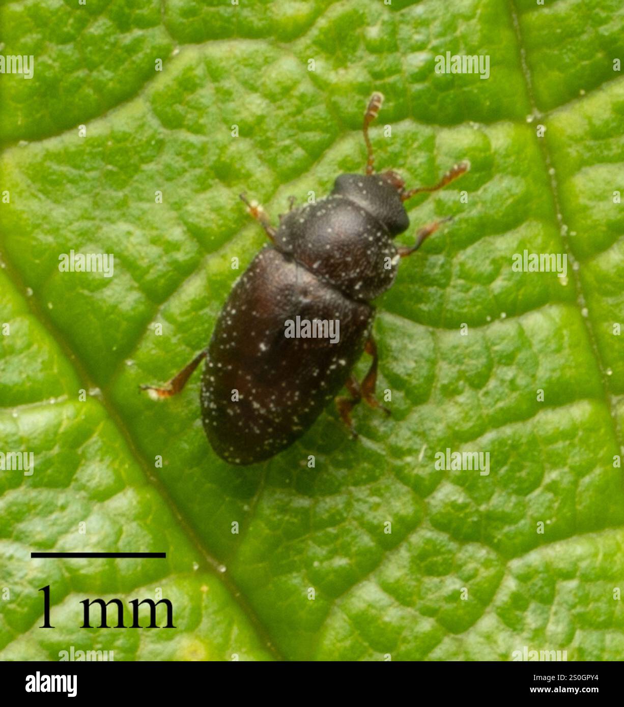 Short-winged Flower Beetles (Kateretidae Stock Photo - Alamy