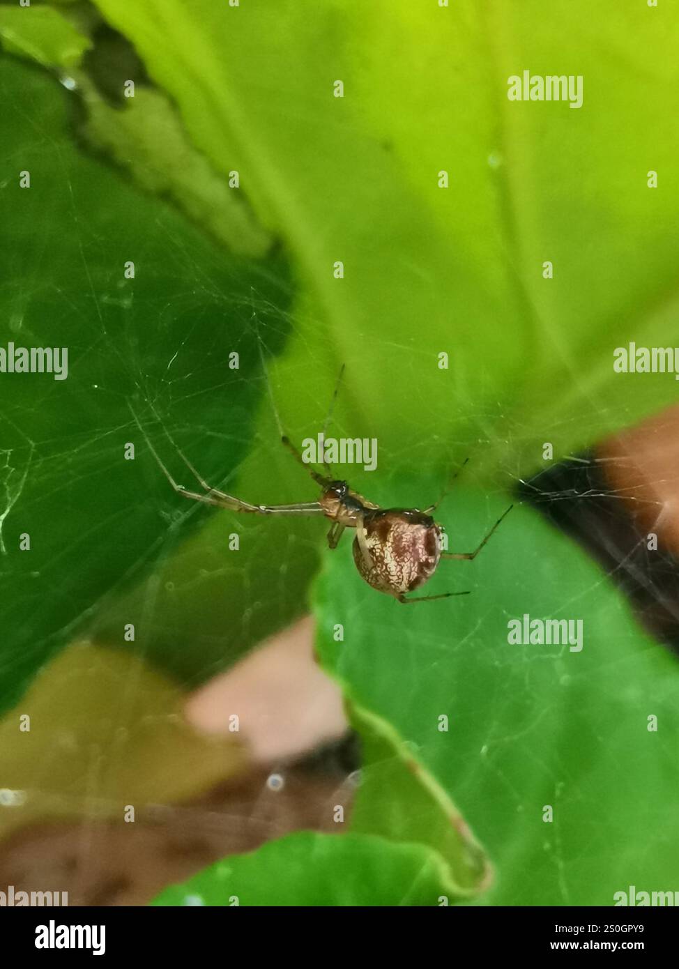 Common sheetweb spider (Linyphia triangularis Stock Photo - Alamy