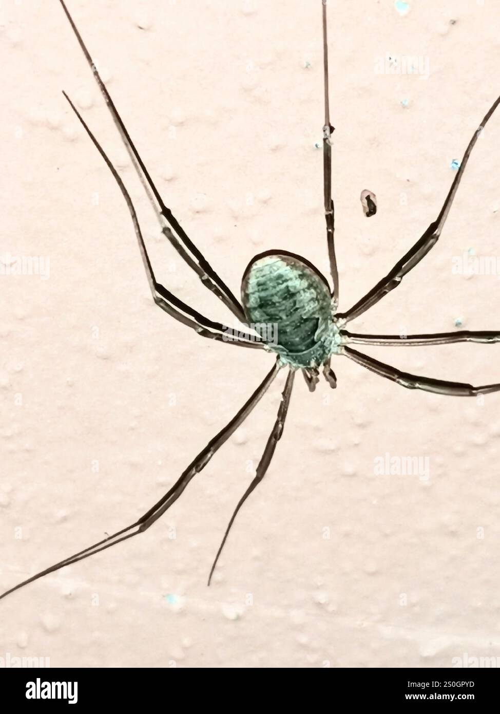 European Harvestman (Phalangium opilio Stock Photo - Alamy