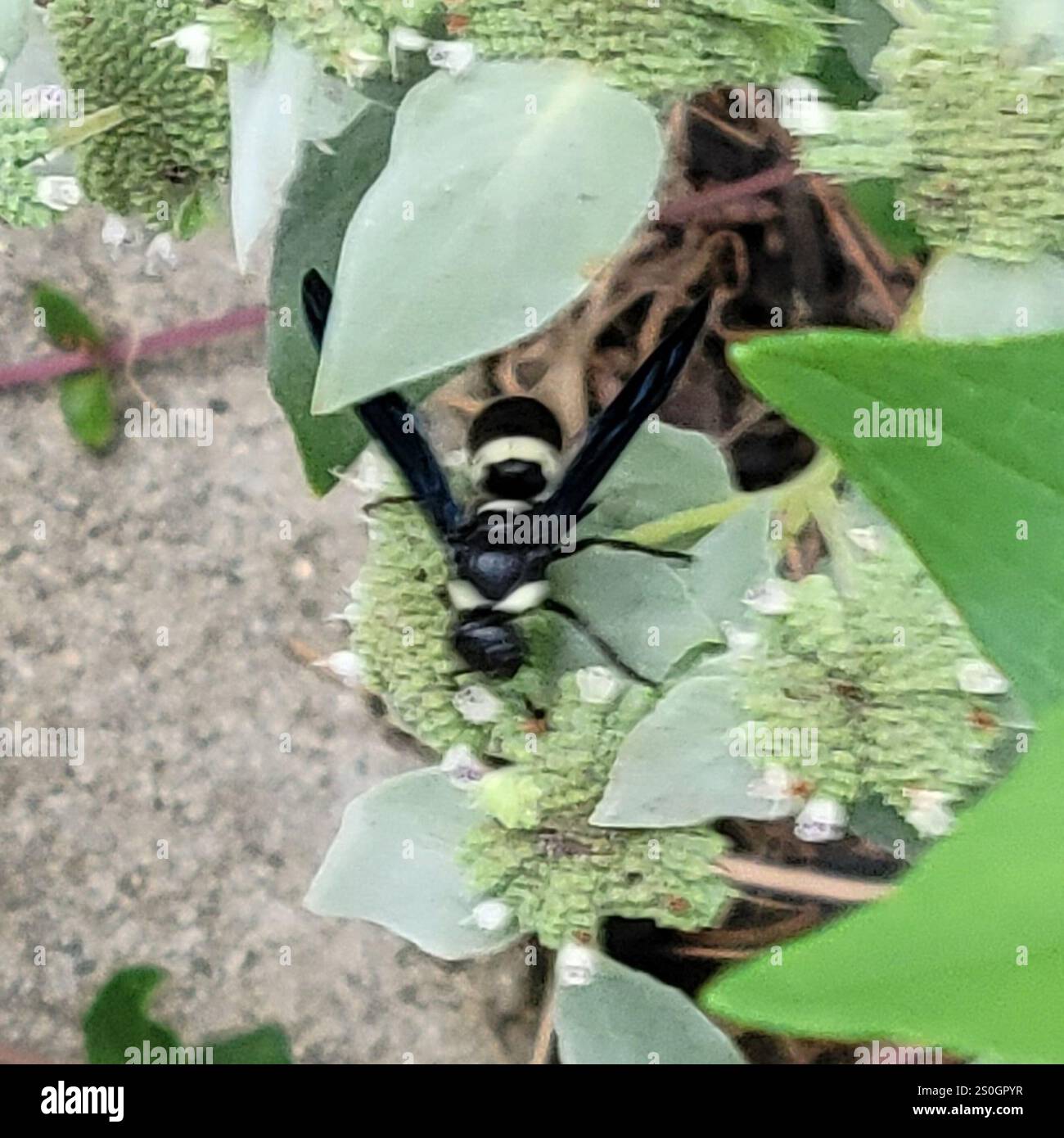 Four-toothed Mason Wasp (Monobia quadridens Stock Photo - Alamy