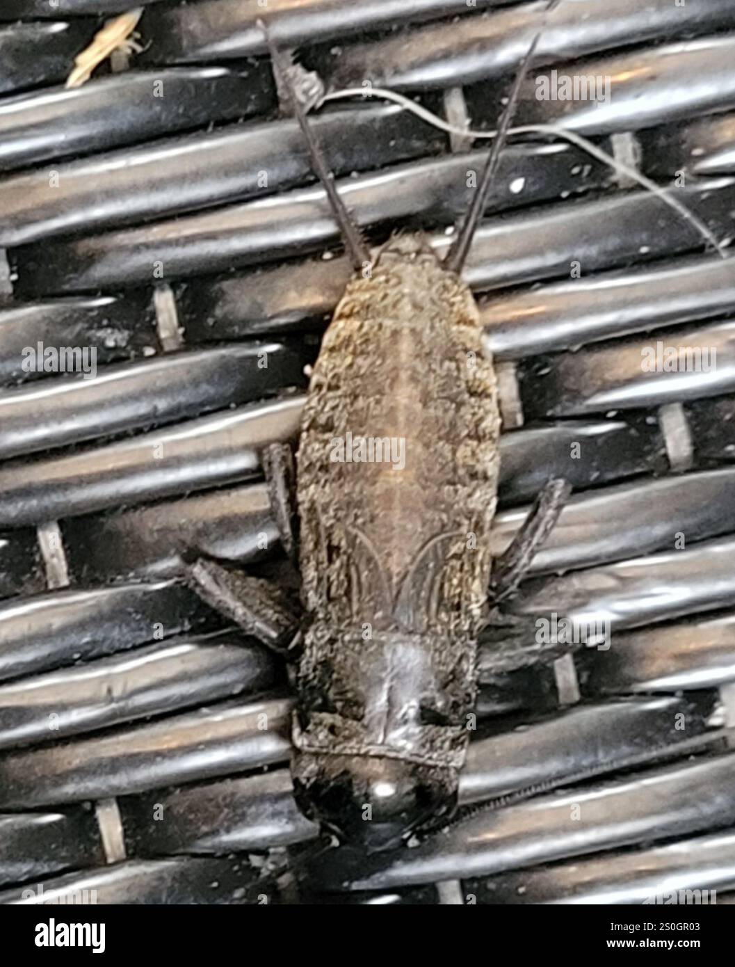 Fall Field Cricket (Gryllus pennsylvanicus Stock Photo - Alamy