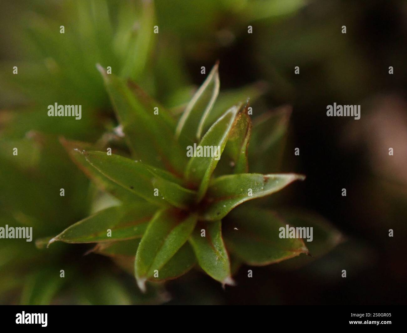Long-leaved Thread Moss (Ptychostomum pseudotriquetrum Stock Photo - Alamy