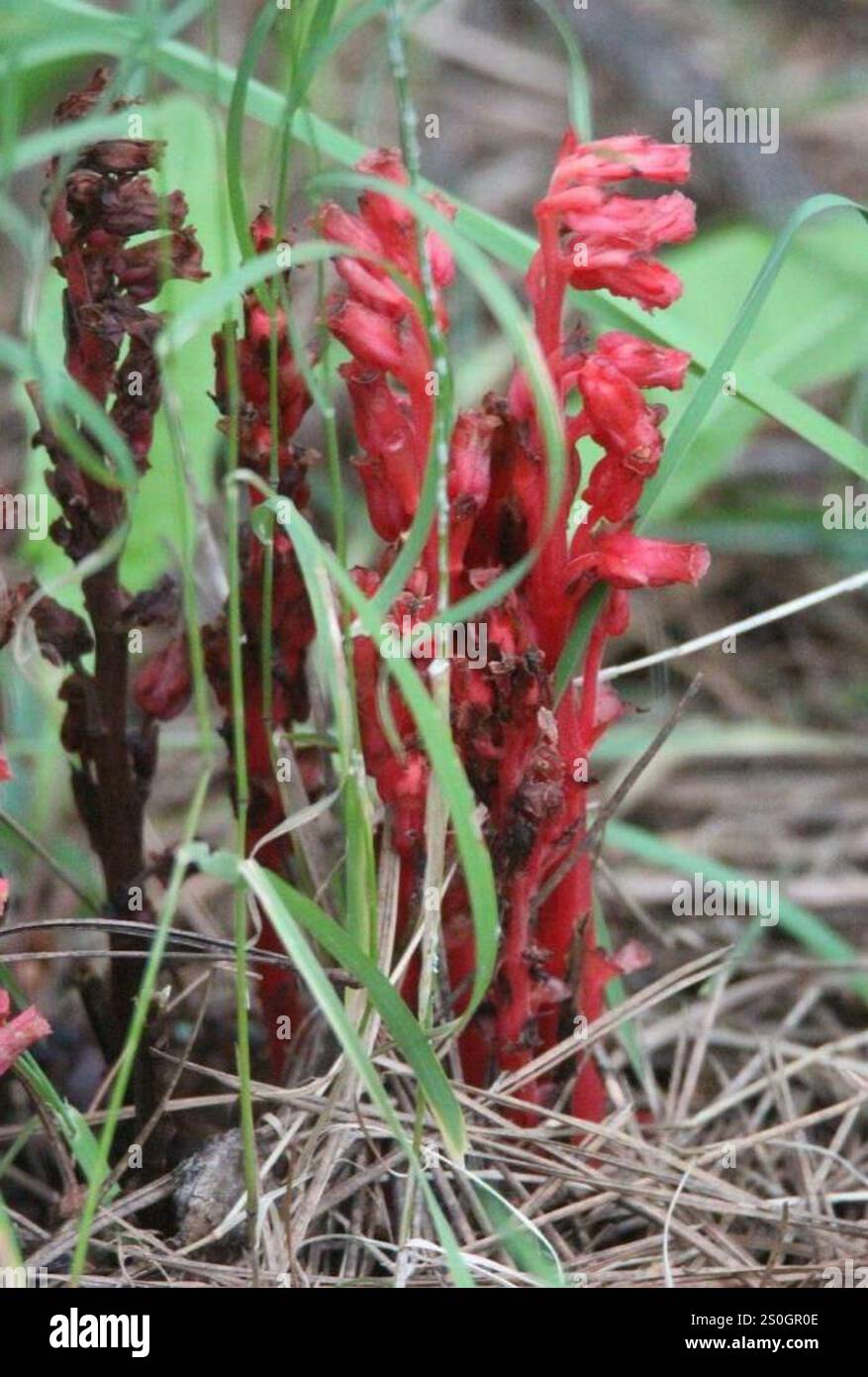 pinesap (Monotropa hypopitys Stock Photo - Alamy