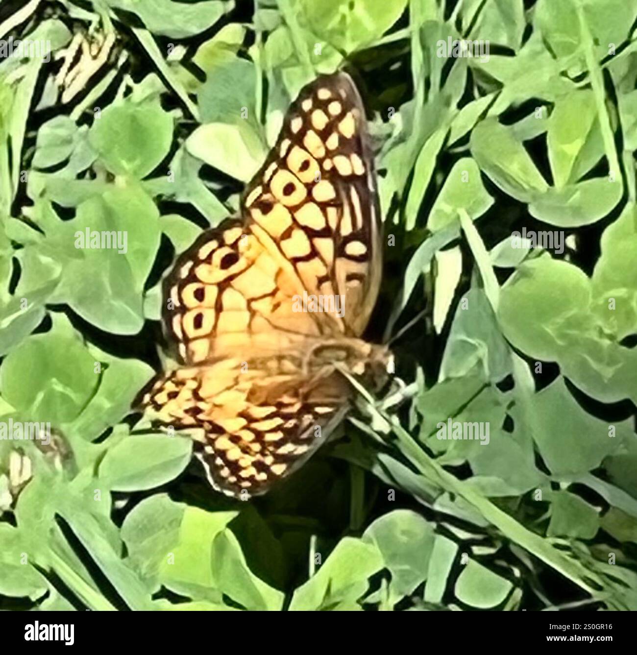 Variegated Fritillary (Euptoieta claudia Stock Photo - Alamy