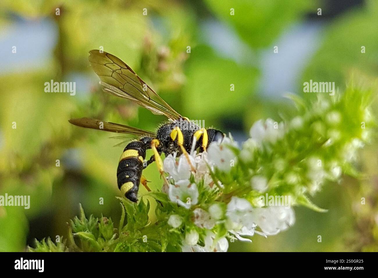 Ornate-tailed Digger Wasp (Cerceris rybyensis Stock Photo - Alamy