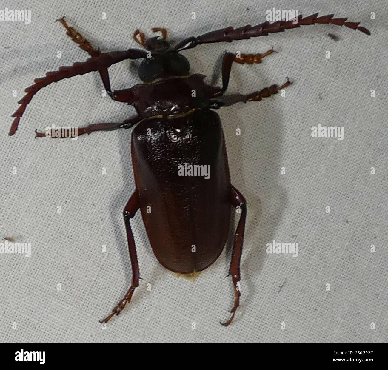 Tooth-necked Longhorn Beetle (Prionus pocularis Stock Photo - Alamy
