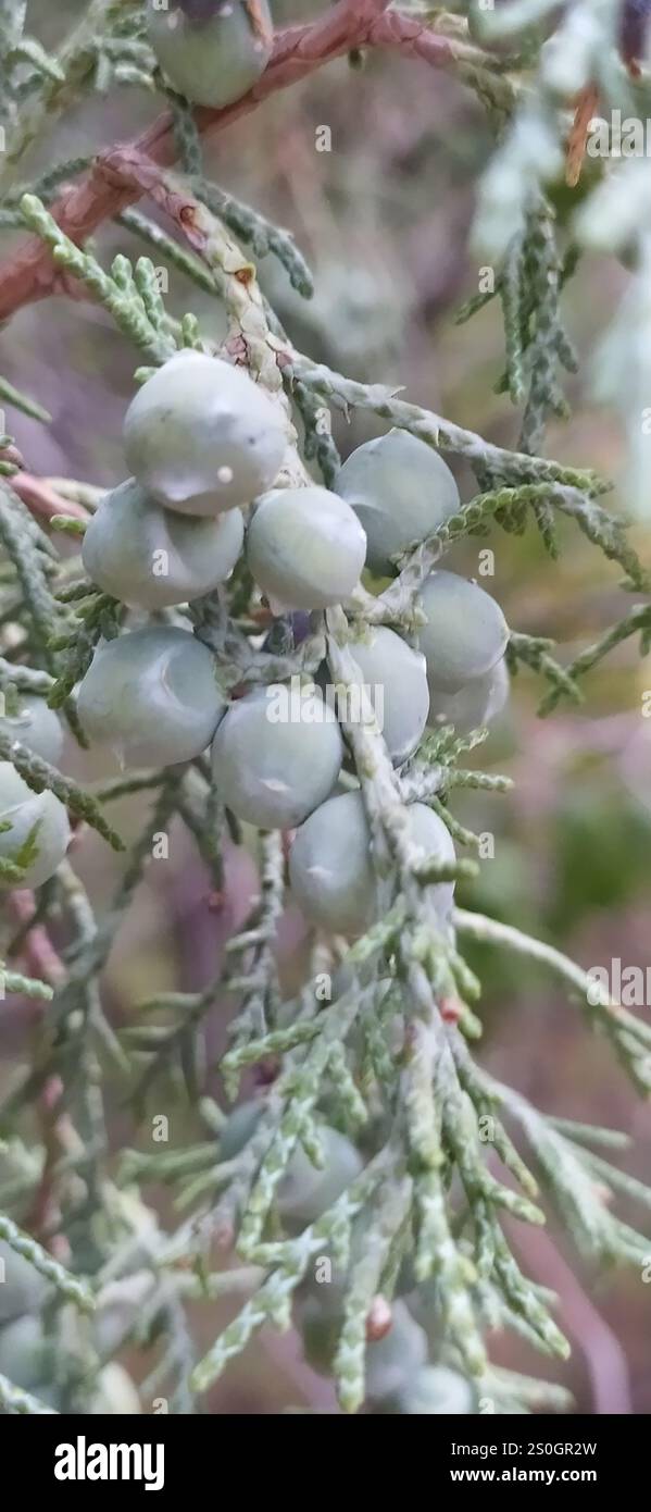 Pashtun juniper (Juniperus seravschanica Stock Photo - Alamy