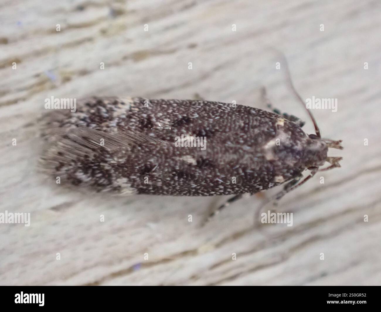 Dark Groundling (Bryotropha affinis Stock Photo - Alamy