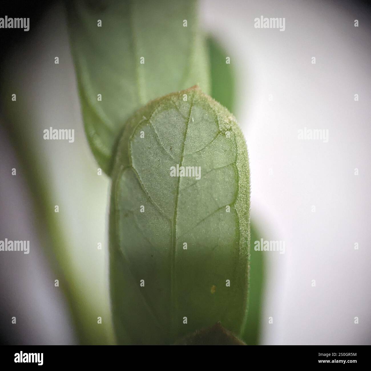 Chamberbitter (Phyllanthus urinaria Stock Photo - Alamy