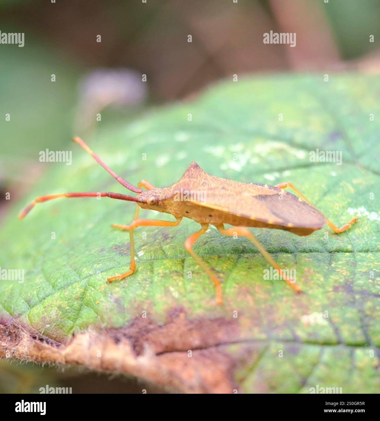Box Bug (Gonocerus acuteangulatus Stock Photo - Alamy