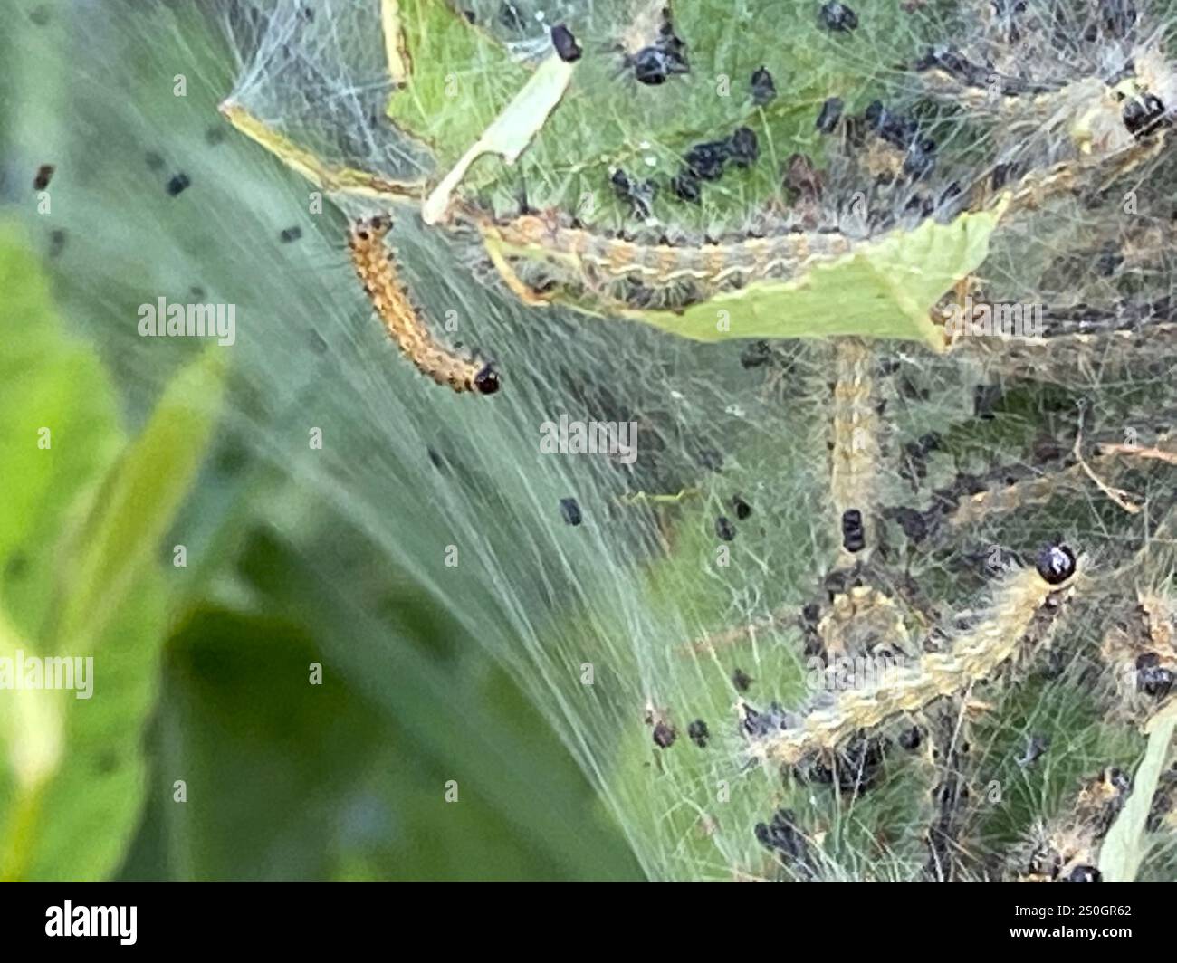 Fall Webworm Moth (Hyphantria cunea Stock Photo - Alamy