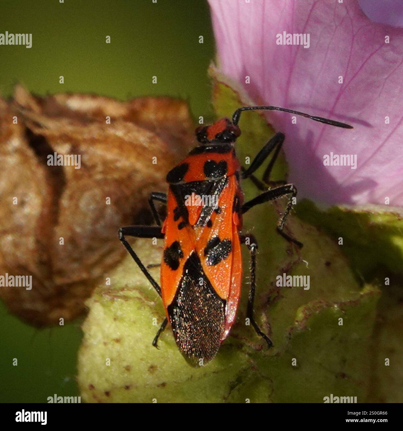 Spotted Firebug (Corizus hyoscyami Stock Photo - Alamy
