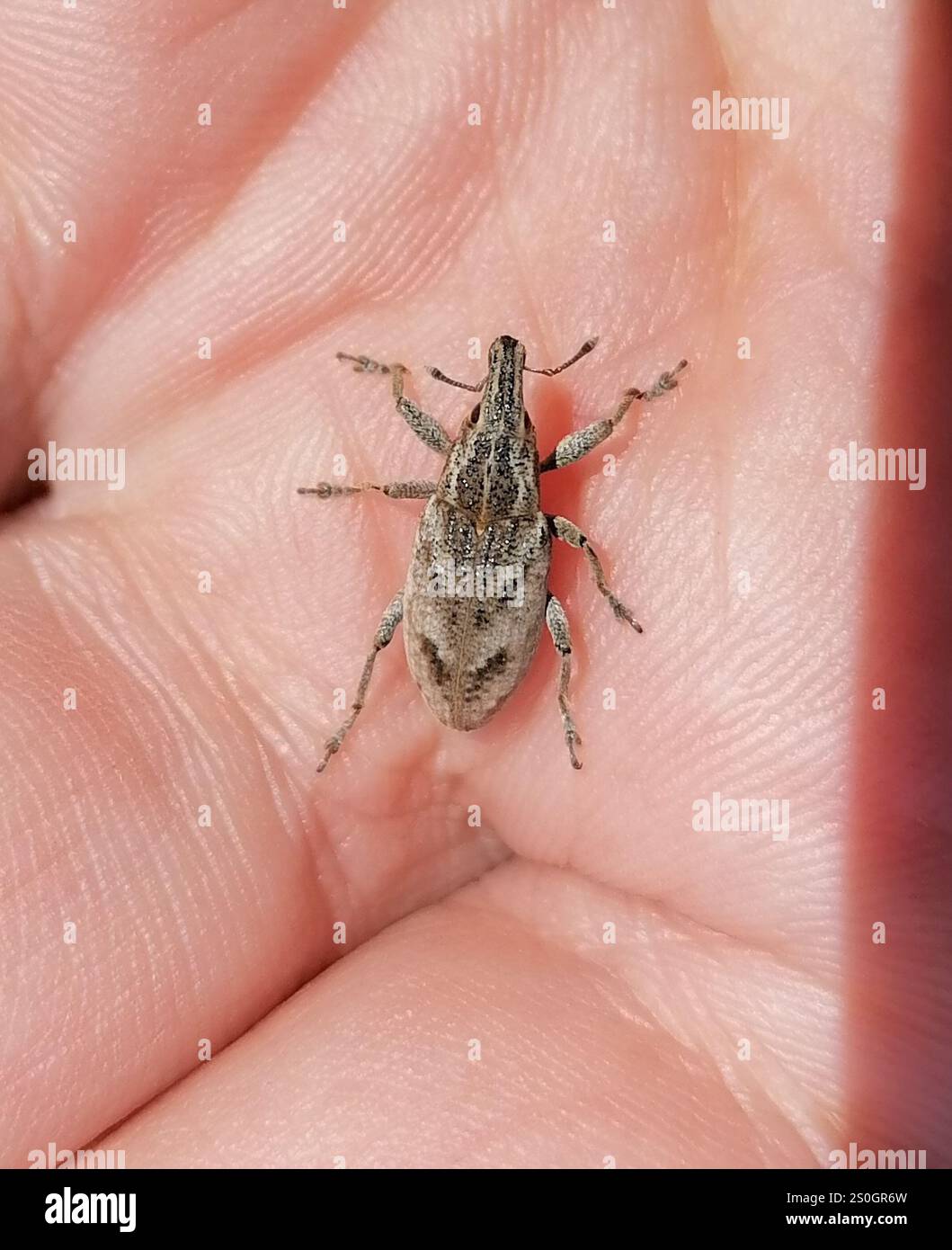 Large Thistle Weevil (Cleonis pigra Stock Photo - Alamy
