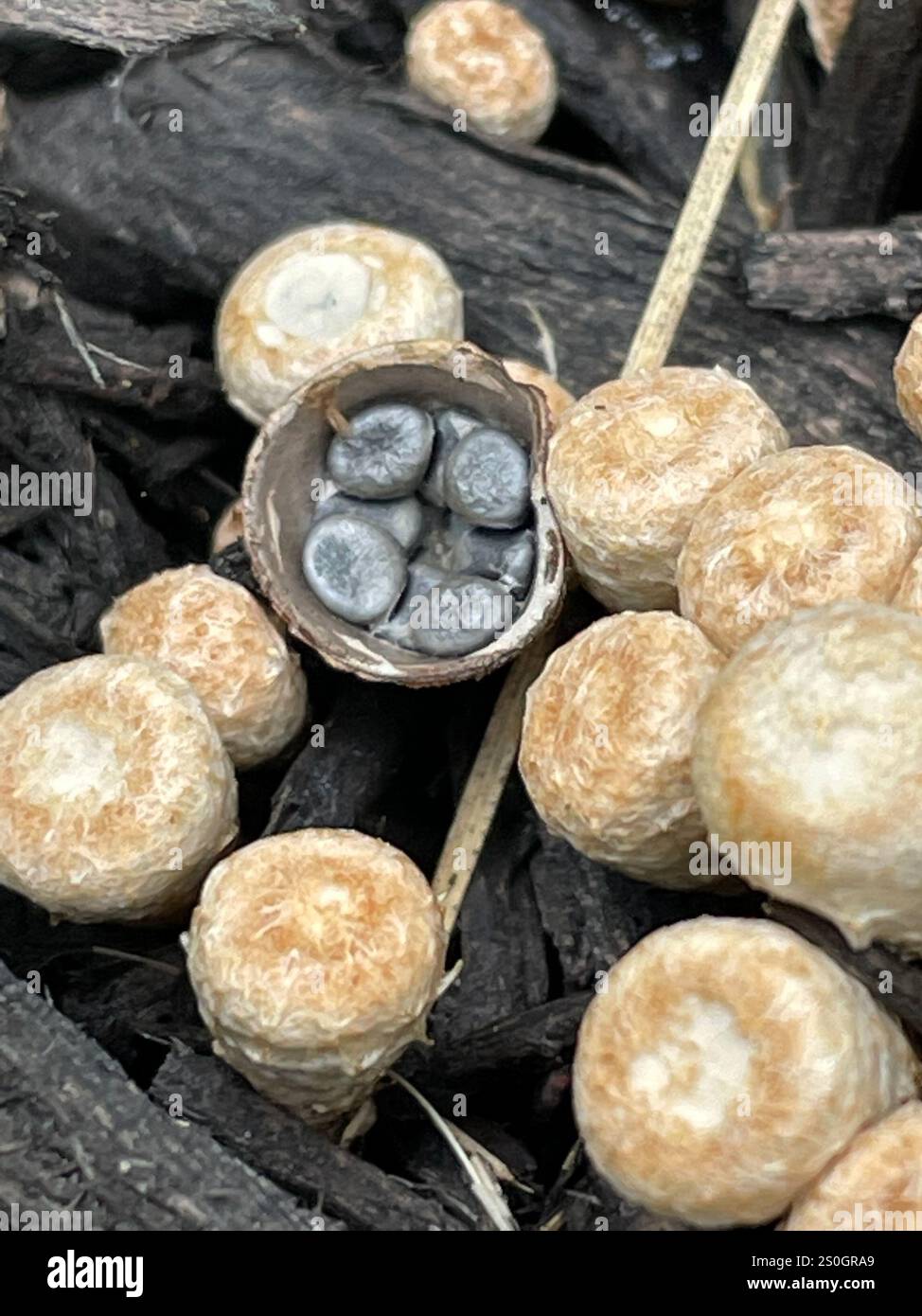 dung-loving bird's nest fungus (Cyathus stercoreus Stock Photo - Alamy