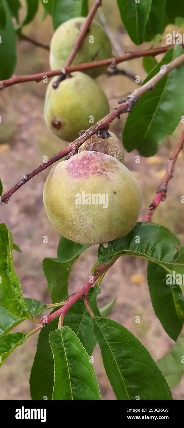 Peach (Prunus persica Stock Photo - Alamy