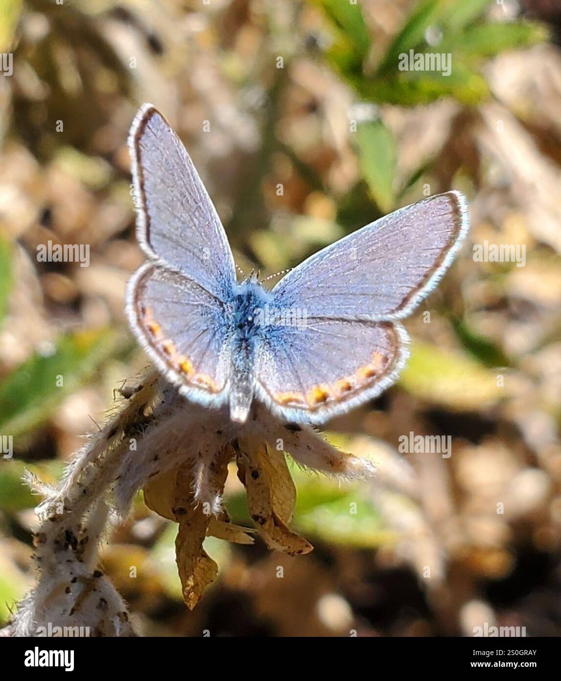 Acmon Blue (Icaricia acmon Stock Photo - Alamy