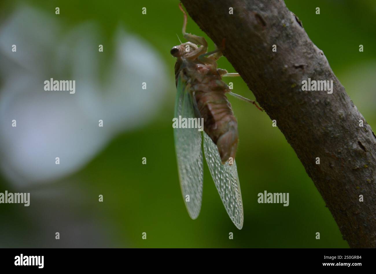 Northern Dog-day Cicada (Neotibicen canicularis Stock Photo - Alamy