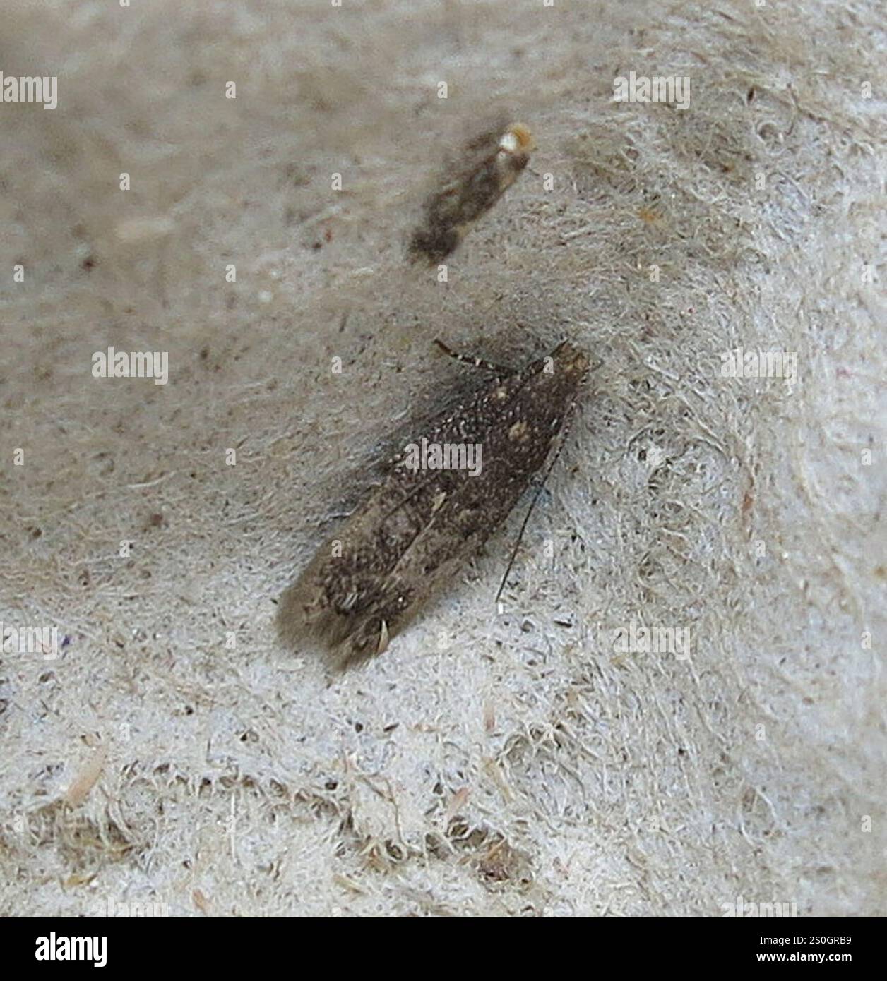 Dark Groundling (Bryotropha affinis Stock Photo - Alamy