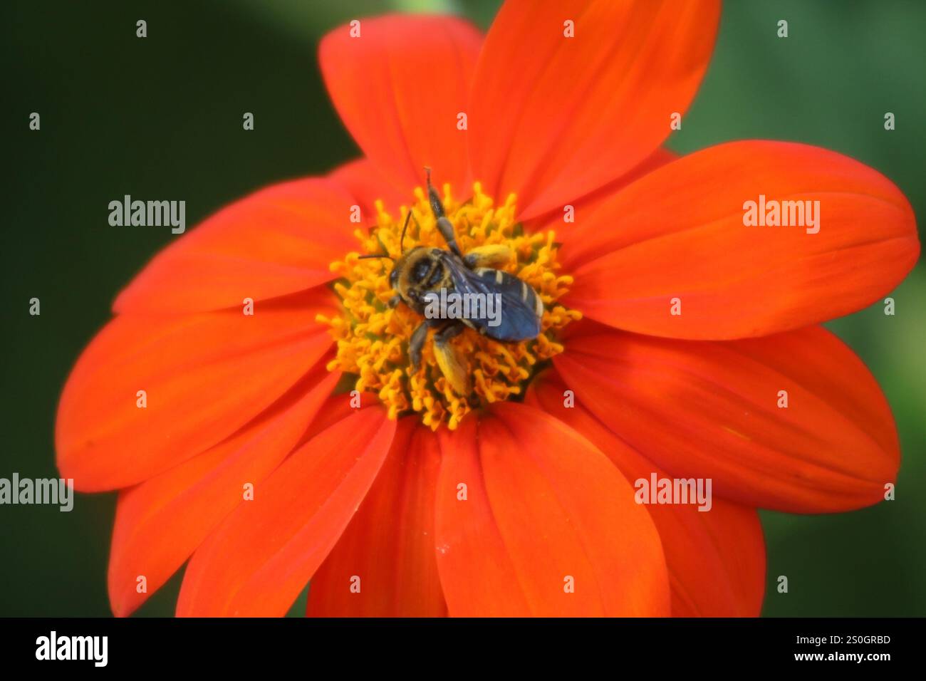 Longhorn Bees (Eucerini Stock Photo - Alamy