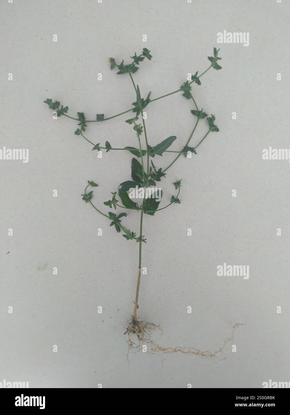 Common Orache (Atriplex patula Stock Photo - Alamy