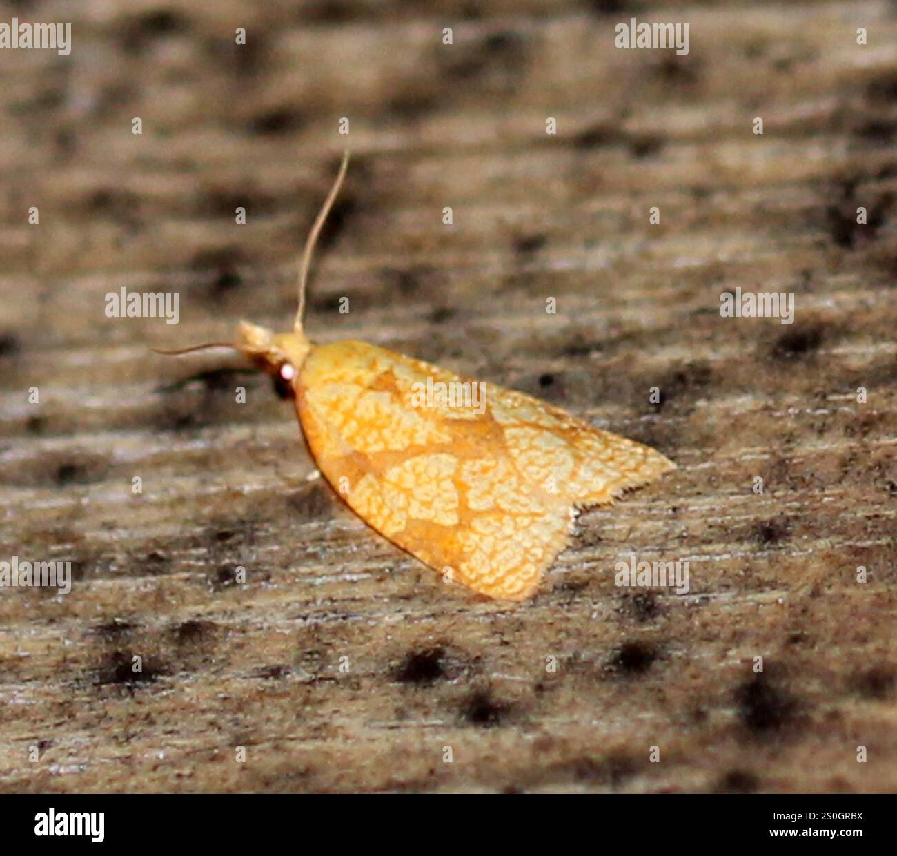 Reticulated Fruitworm Moth (Cenopis reticulatana Stock Photo - Alamy