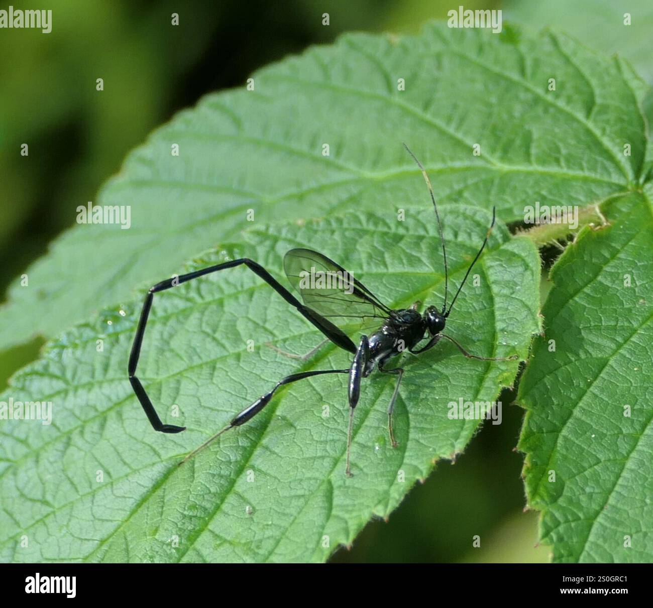 American Pelecinid Wasp (Pelecinus polyturator Stock Photo - Alamy