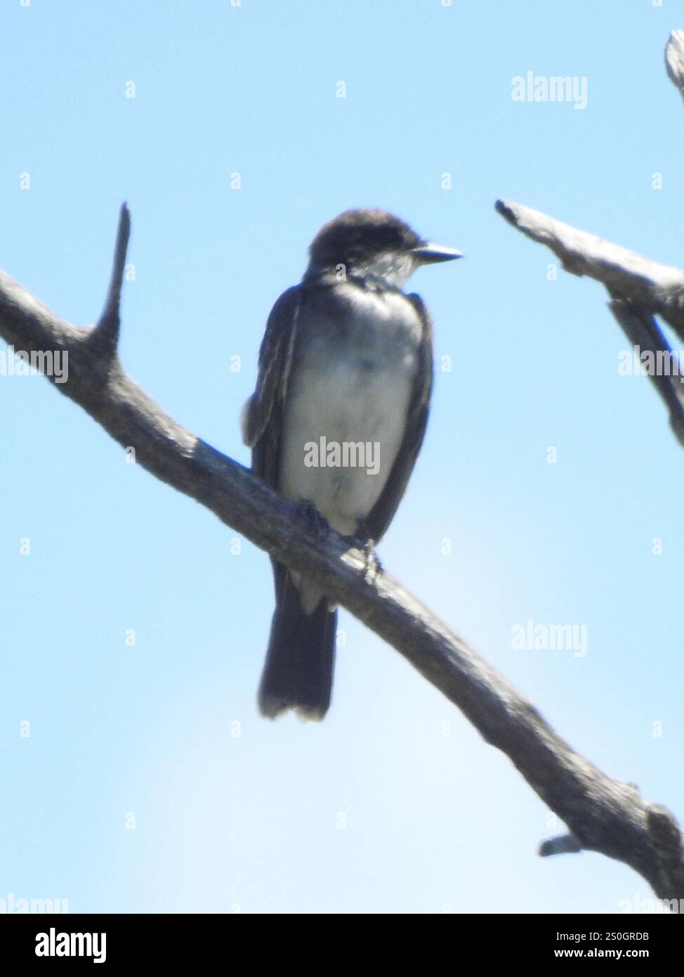 Eastern Kingbird (Tyrannus tyrannus Stock Photo - Alamy