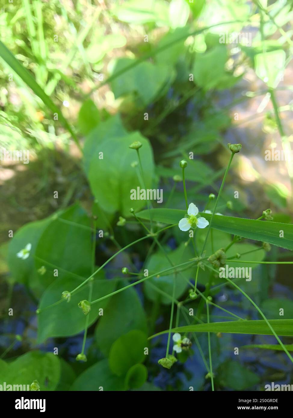 northern water-plantain (Alisma triviale Stock Photo - Alamy